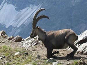 59 Best Places to Visit in Shimla, Things to Do & Sightseeing (2024)