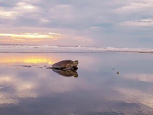 Bankot Fort, Harihareshwar - Timings, History, Architecture, Best Time ...