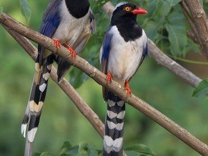 10 Best Wildlife Sanctuaries near Delhi | National Parks & Tiger reserves near Delhi