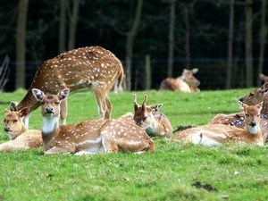 31 Best Places to Visit in Dehradun, Things to Do & Sightseeing (2024)