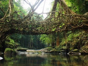 Living Root Bridge, Mawlynnong - Timings, Entry Fee, Best Time to Visit