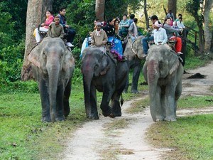 Bandhavgarh National Park | Wildlife Safari & Travel Guide to Bandhavgarh