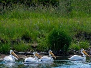 21 Best Places to Visit in Shimoga, Things to Do & Sightseeing (2024)