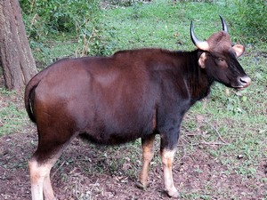 Chinnar Wildlife Sanctuary, Marayoor - Timings, Entry Fee, Safari Cost ...