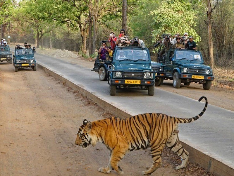 Bandhavgarh National Park Wildlife Safari And Travel Guide To Bandhavgarh
