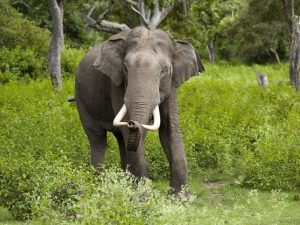 5 Unique Experiences in Coorg | Trawell.in Blog