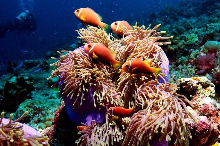 8 Dream Places to Visit in Maldives | Trawell.in Blog