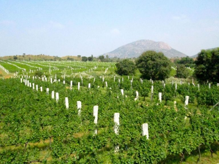 Best Vineyards near Bangalore for a Day Trip | Trawell.in Blog