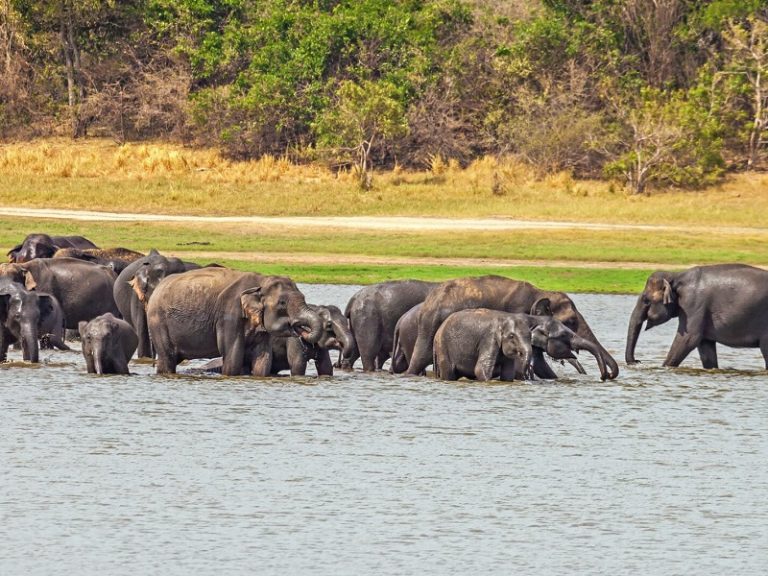 Places to visit on the way to Coorg from Bangalore | Trawell.in Blog