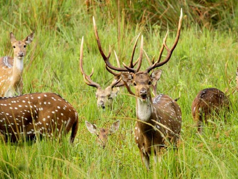 Exotic_Wildlife_Main | Trawell.in Blog