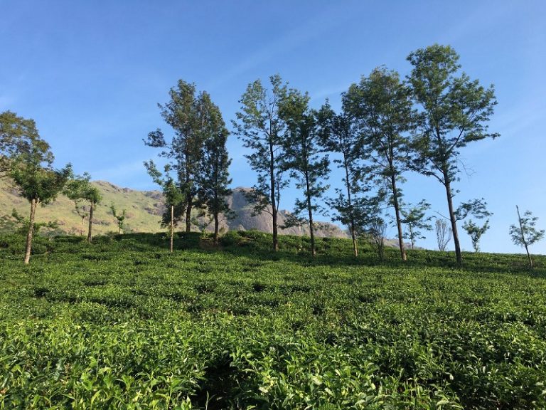 5 Most Stunning Tea Estates in Munnar | Trawell.in Blog