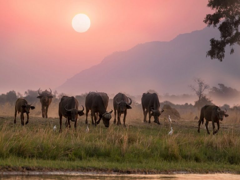 Manas_Wildlife_Sanctuary_Main | Trawell.in Blog