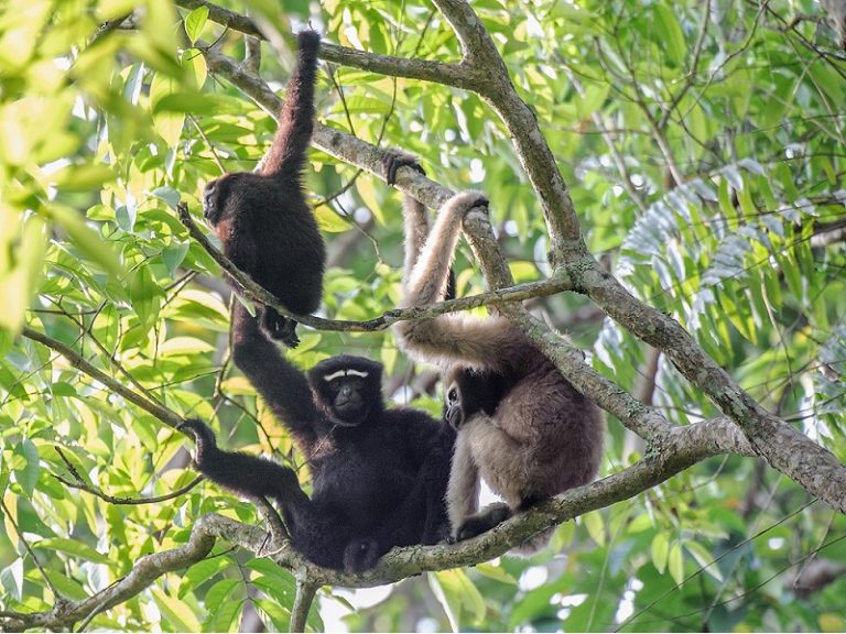 5 Stunning Rainforests in India | Trawell.in Blog