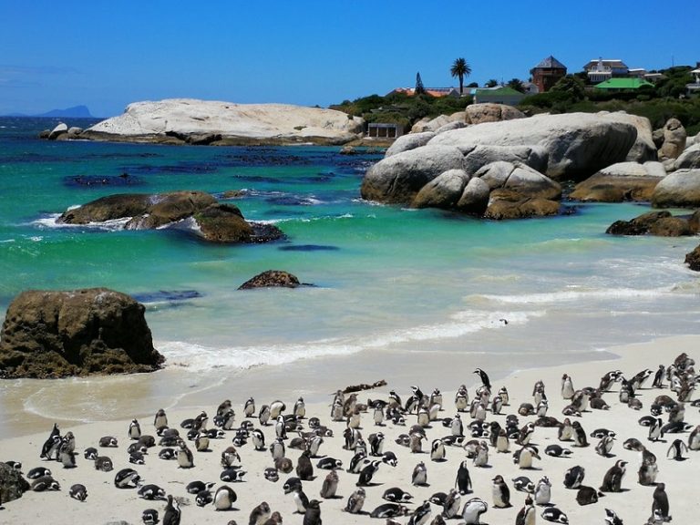 Boulders_Beach_Main | Trawell.in Blog