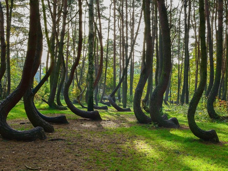 The_Crooked_Forest_Main | Trawell.in Blog