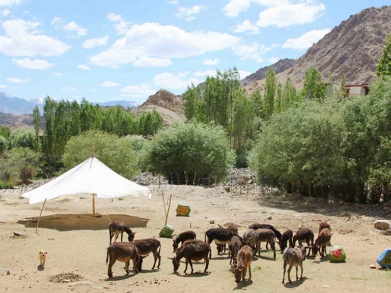 Donkey_Santuary_Main | Trawell.in Blog