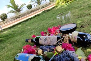 rico_winery | Trawell.in Blog