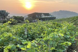 7 Amazing Vineyards in Nashik That All Wine Lovers Should Explore ...