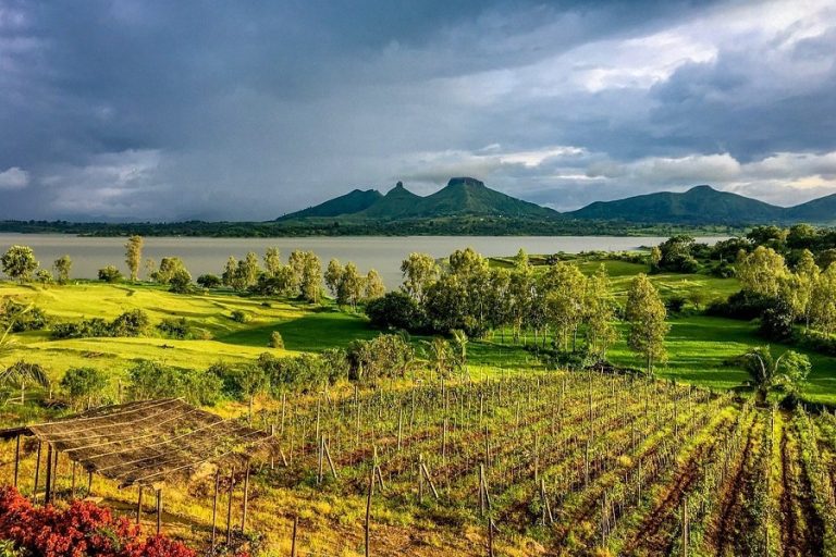 7 Amazing Vineyards in Nashik That All Wine Lovers Should Explore ...