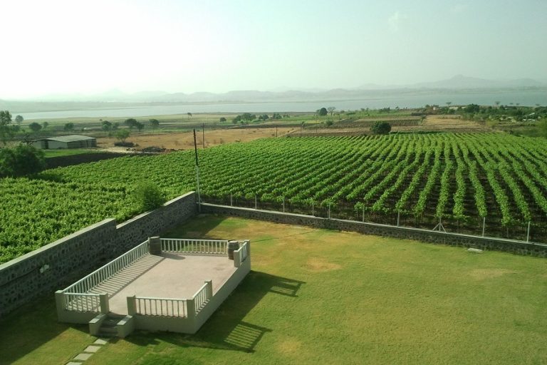 7 Amazing Vineyards in Nashik That All Wine Lovers Should Explore ...