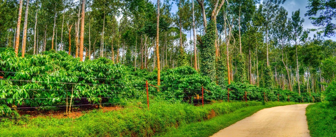 Best of Coorg in 2 Days (from Mangalore)