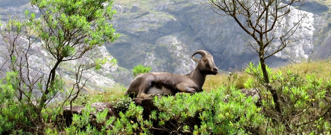 Must Visit Places of Munnar (from Munnar)