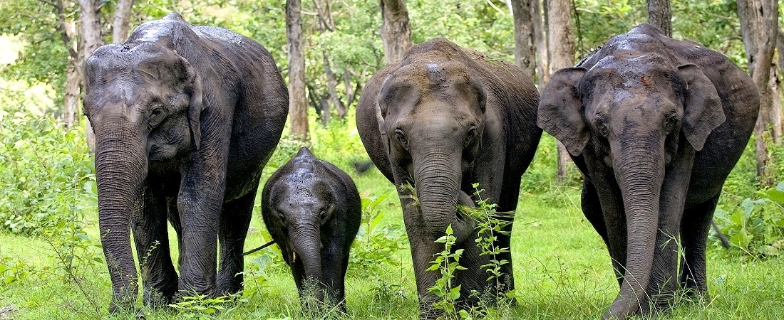 Ooty - Mudumalai in 2 Days (from Ooty)