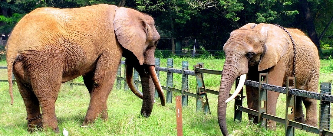 Best of Mysore in 2 Days (from Mysore)