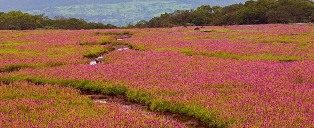 Best of Satara (from Pune) - Itinerary, Places to Visit, Tour Cost ...