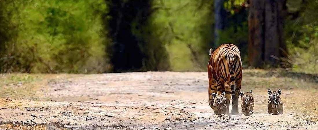 Jaipur - Ranthambore (from Jaipur) - Itinerary, Places to Visit, Tour ...